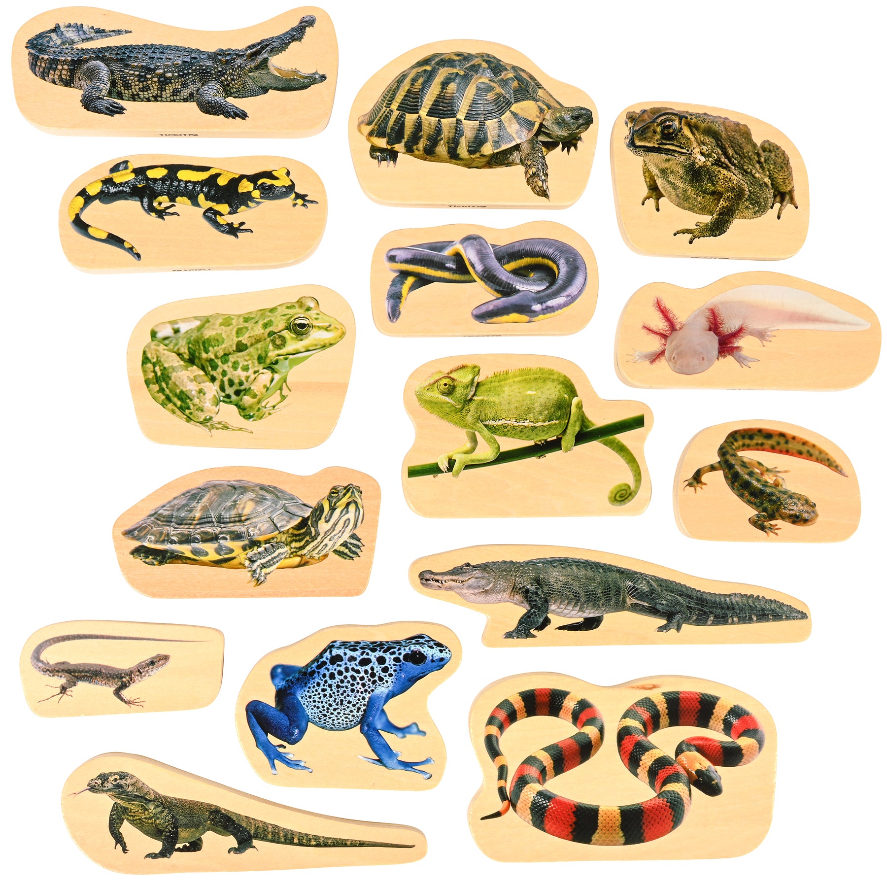 TickiT Wooden Reptile & Amphibian Blocks - 15-Piece Set – Toys"R"Us