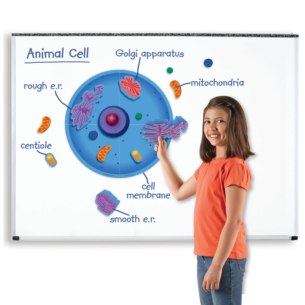 Learning Resources Giant Magnetic Animal Cell Model - Educational Toy ...
